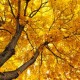 Barts Tree Service - Danbury CT & Surrounding Area
