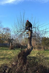 When, Why & How to Prune Fruit Trees in CT - Barts Tree Service