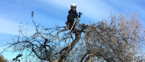 When, Why & How to Prune Fruit Trees in CT - Barts Tree Service