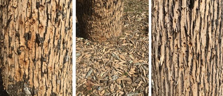Why is the Bark Falling Off My Ash Tree? - Barts Tree Service