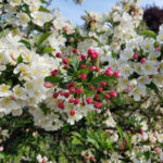 5 Best Spring Flowering Trees For Connecticut - Barts Tree Service