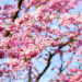5 Best Spring Flowering Trees For Connecticut - Barts Tree Service
