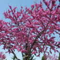 5 Best Spring Flowering Trees For Connecticut - Barts Tree Service