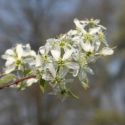 5 Best Spring Flowering Trees For Connecticut - Barts Tree Service