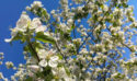 5 Best Spring Flowering Trees For Connecticut - Barts Tree Service