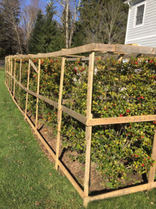 How to Protect Trees and Shrubs From Winter Weather