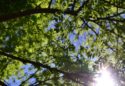 Barts Tree Service - Danbury, Woodbury & Surrounding Areas of Connecticut